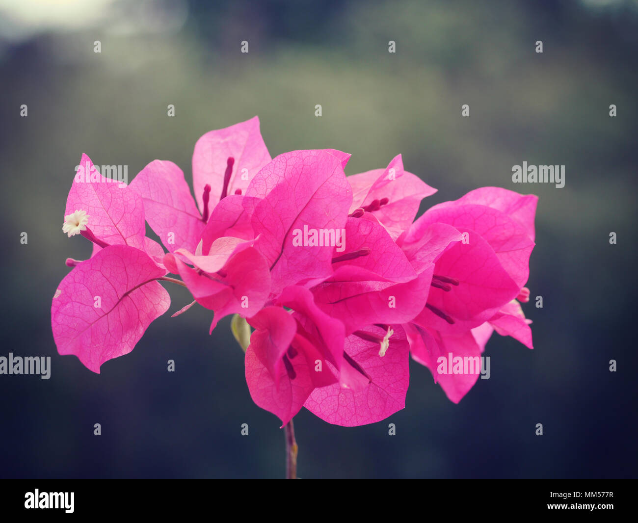 bougainvillea flowers old retro vintage style Stock Photo - Alamy