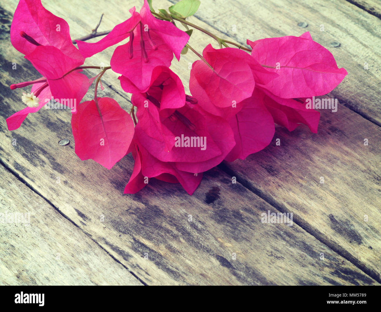 bougainvillea flowers old retro vintage style Stock Photo - Alamy
