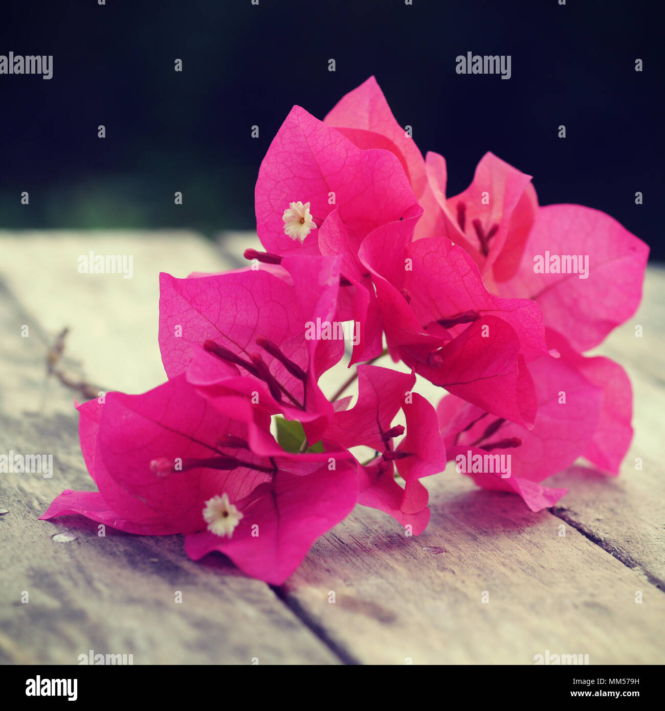 bougainvillea flowers old retro vintage style Stock Photo - Alamy