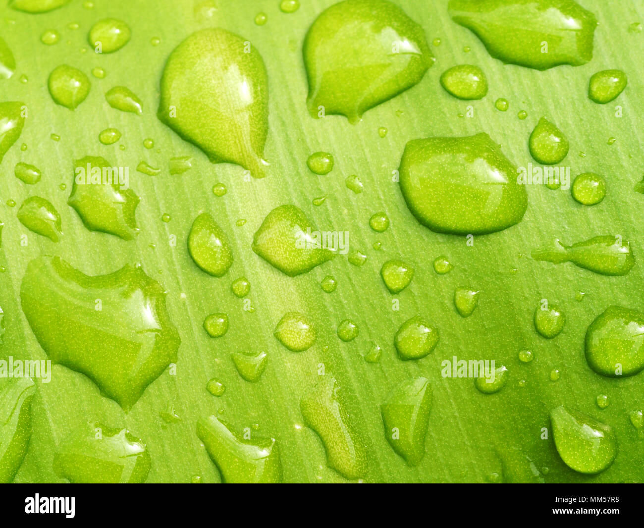 leave and water drops detail Stock Photo - Alamy