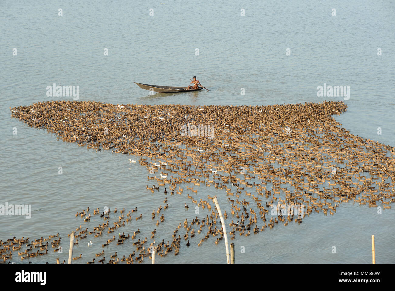 Birulia hi-res stock photography and images - Alamy