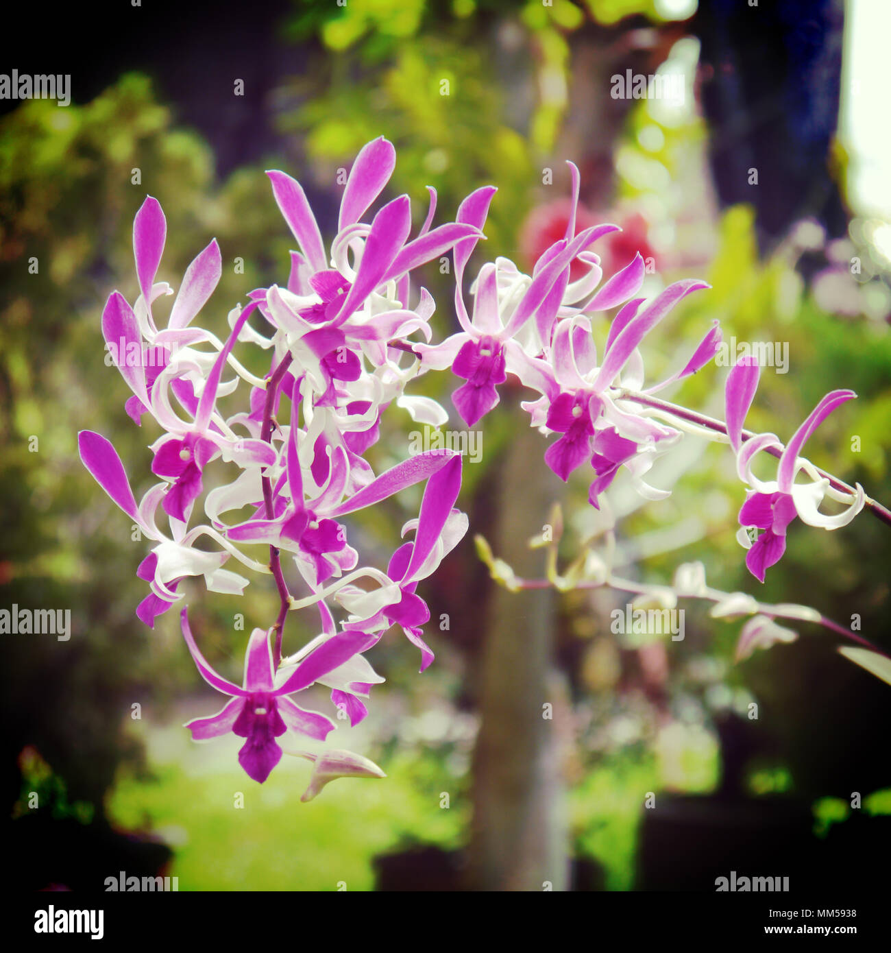 orchid flower old retro vintage style Stock Photo - Alamy