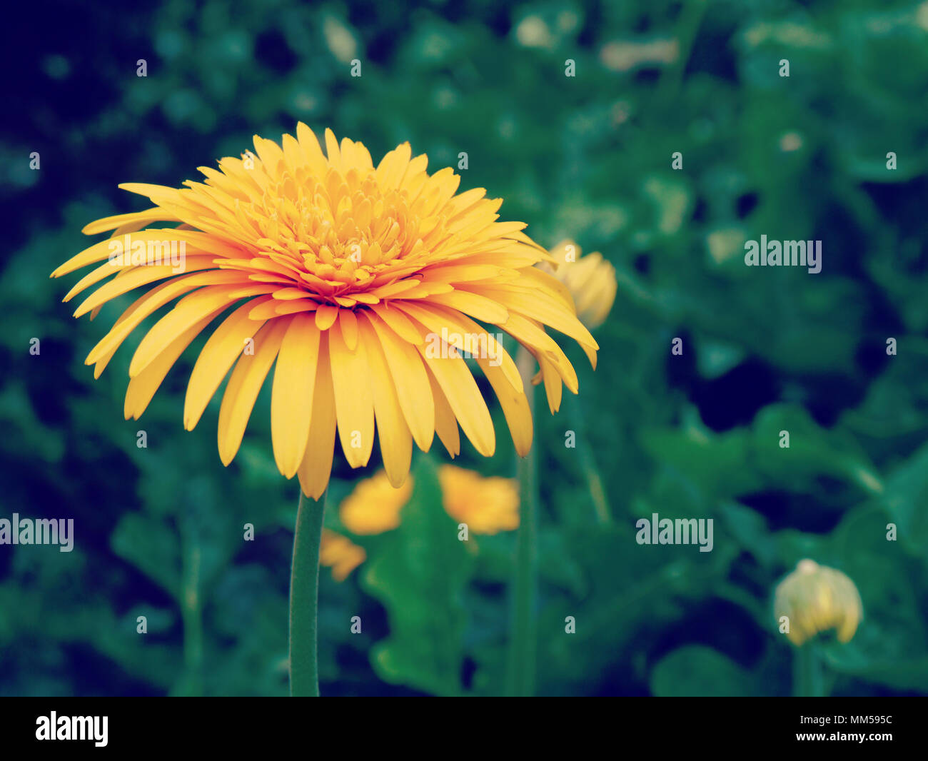 yellow flowers old retro vintage style Stock Photo - Alamy