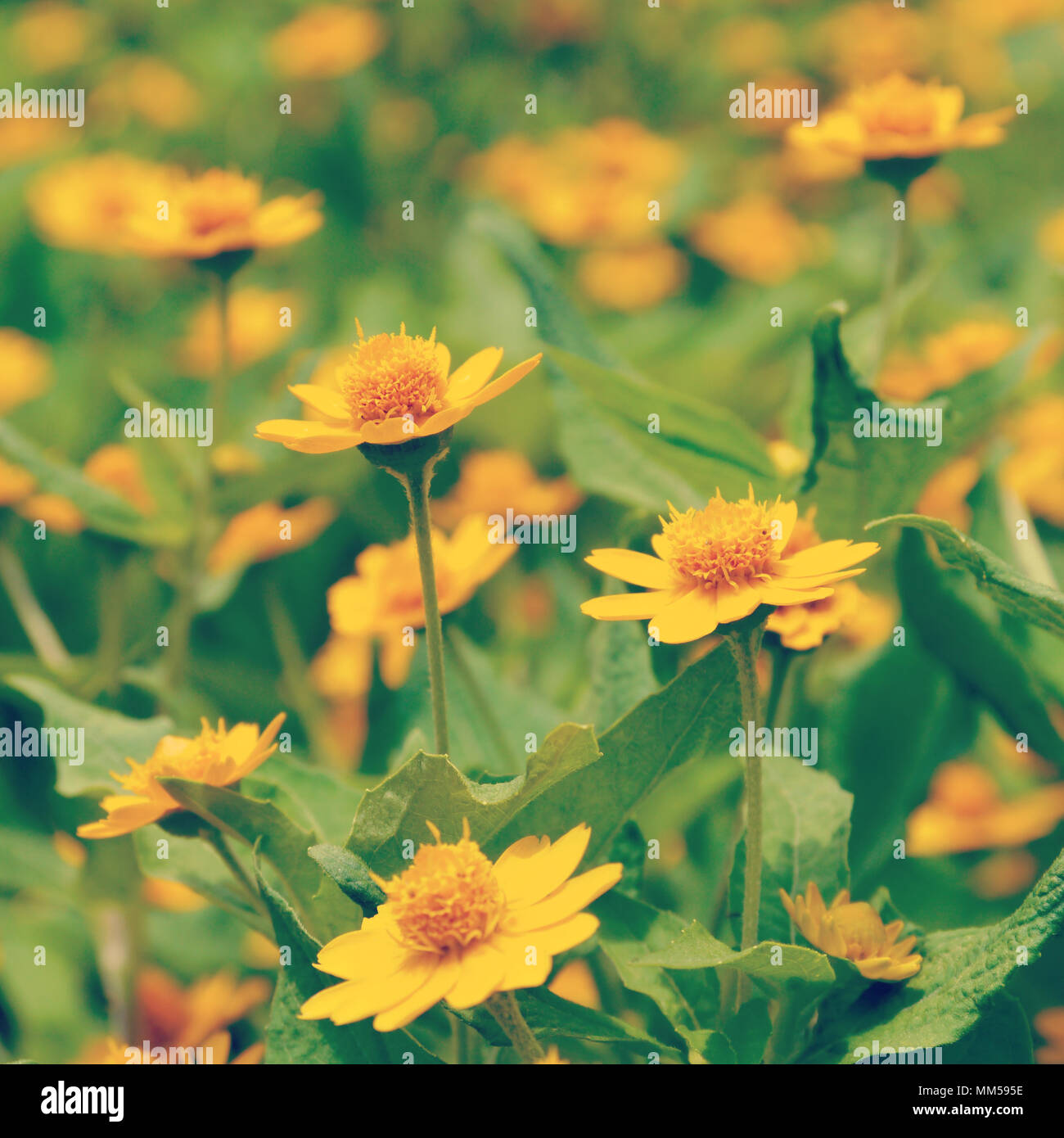 yellow flowers old retro vintage style Stock Photo - Alamy