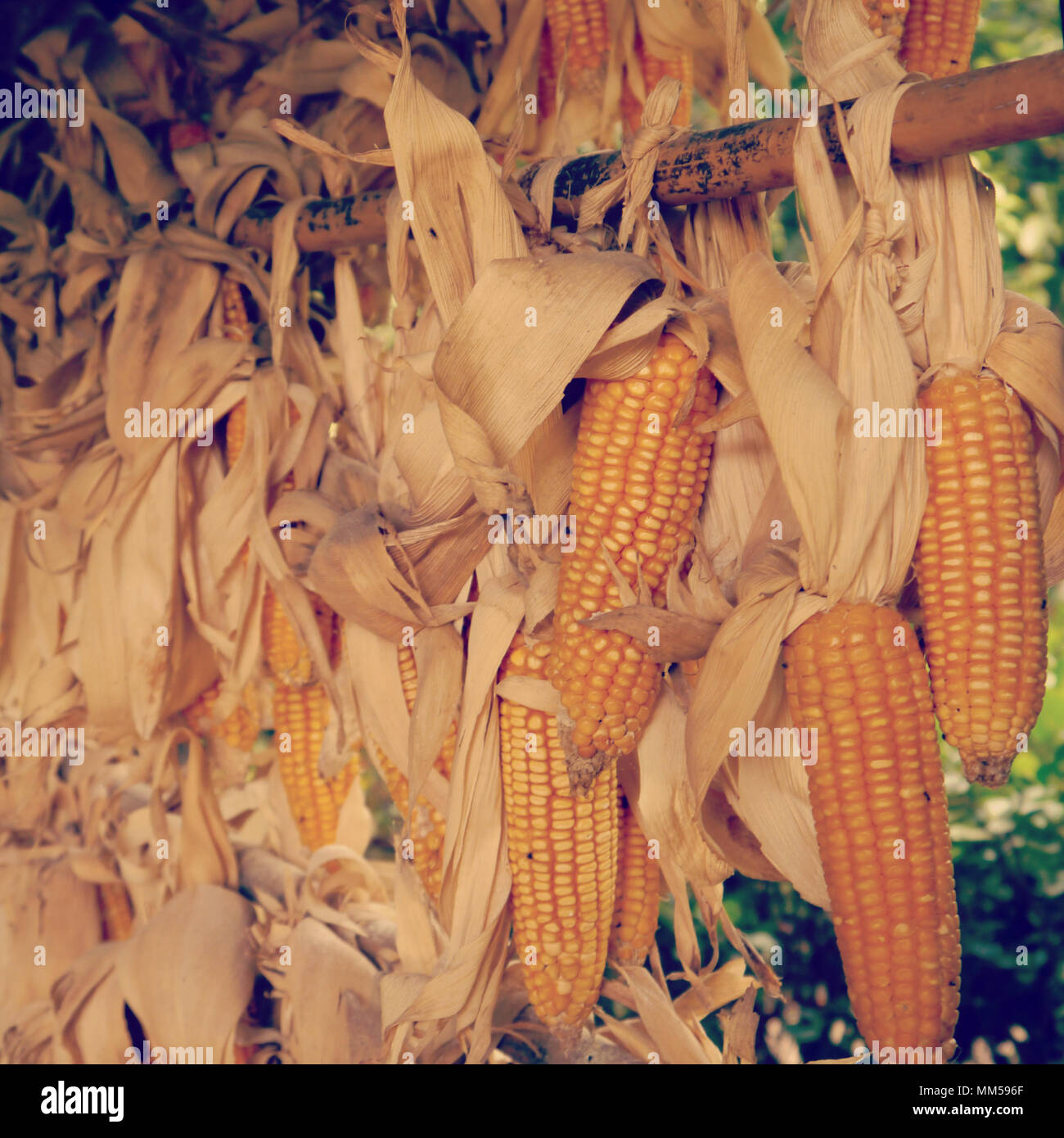 Dried corn cobs old retro vintage style Stock Photo - Alamy
