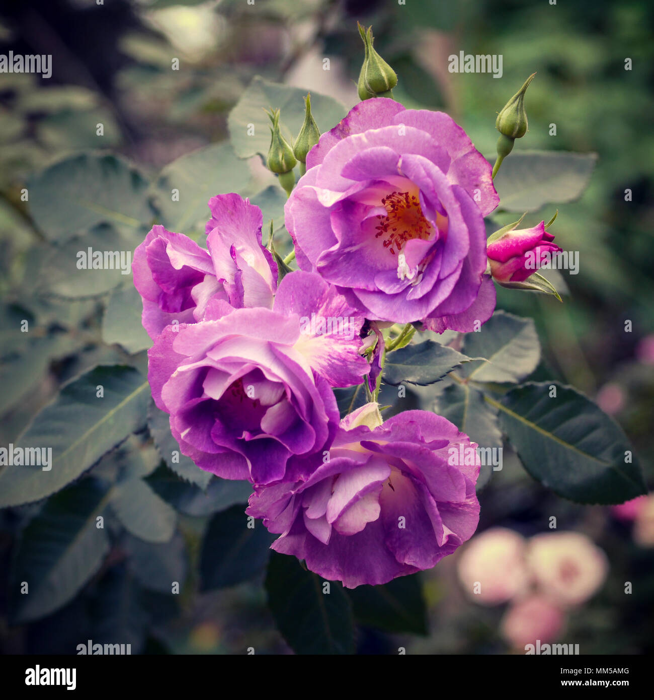 rose in garden with retro filter effect Stock Photo - Alamy