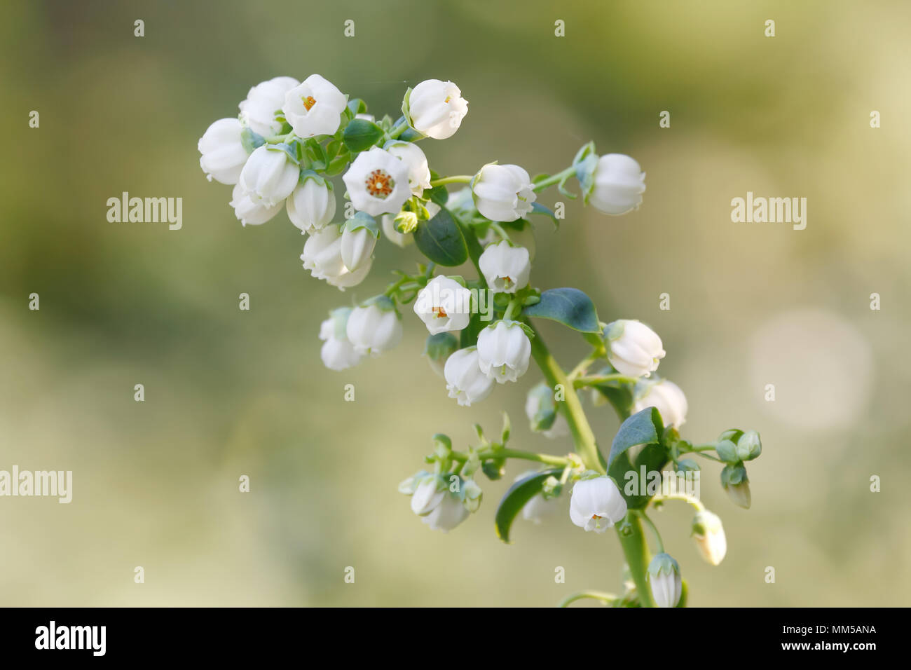 Blueberry tree hi-res stock photography and images - Alamy