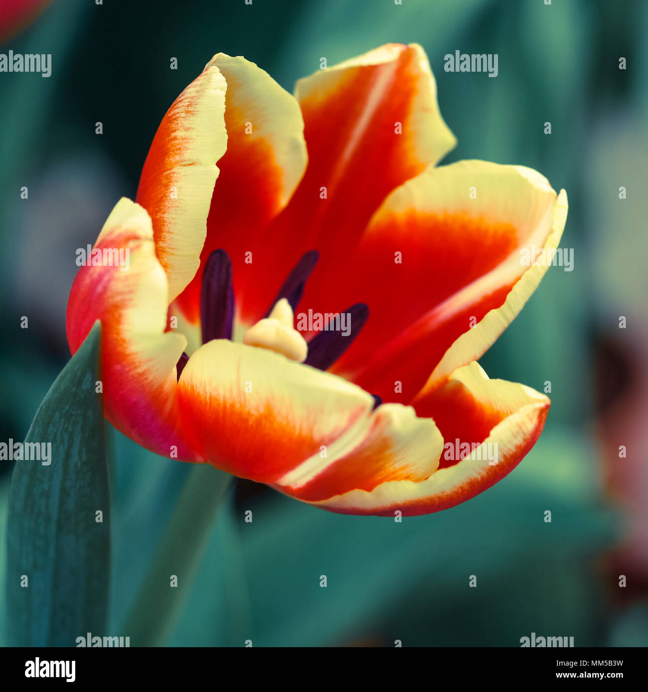 Tulips in the garden with retro filter effect Stock Photo - Alamy