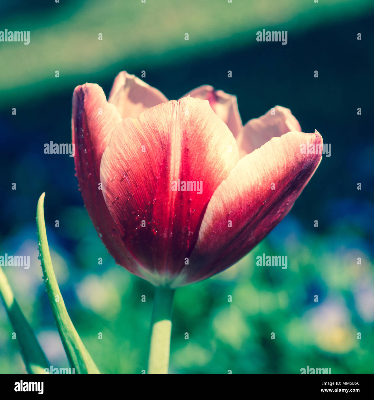 Tulips in the garden with retro filter effect Stock Photo - Alamy