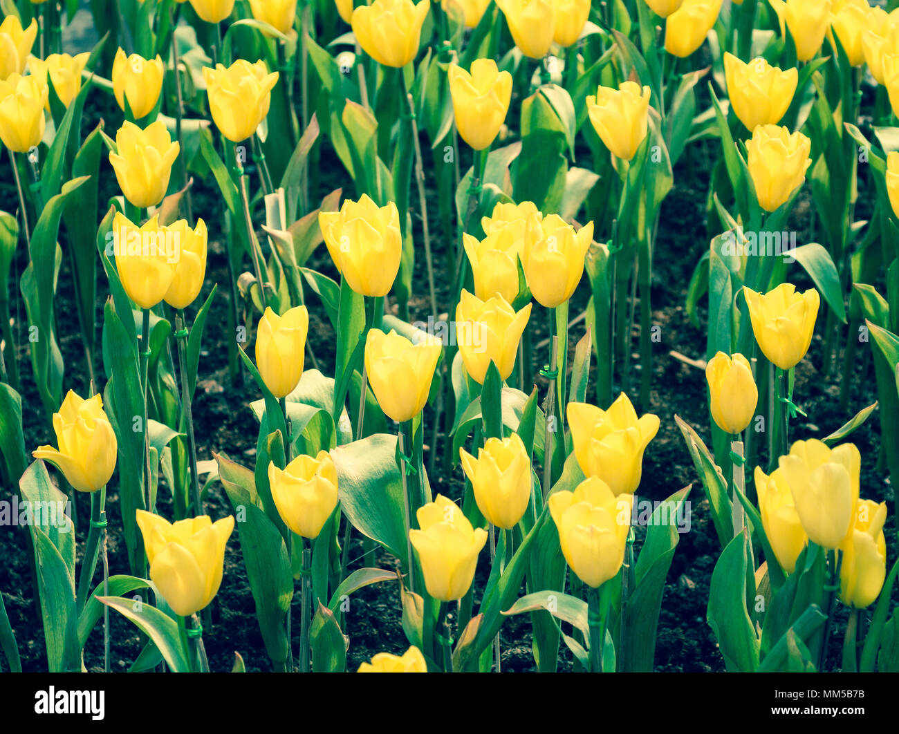 Tulips in the garden with retro filter effect Stock Photo - Alamy