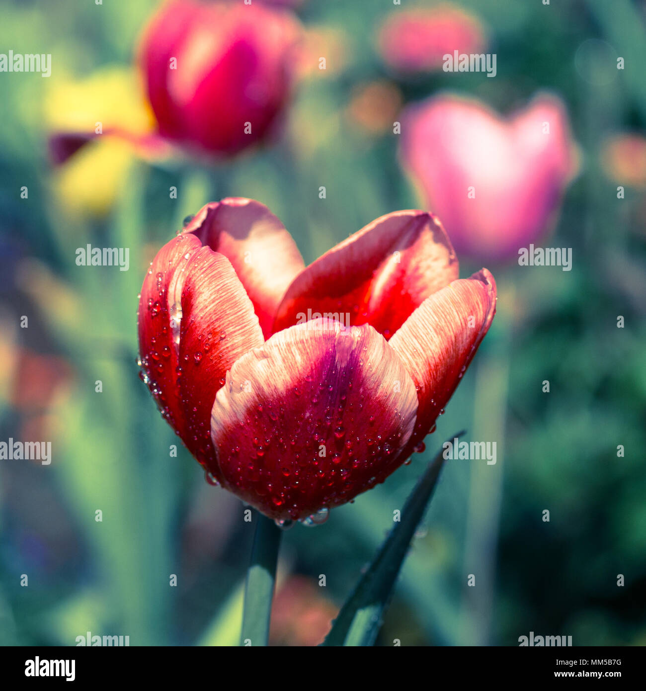 Tulips in the garden with retro filter effect Stock Photo - Alamy
