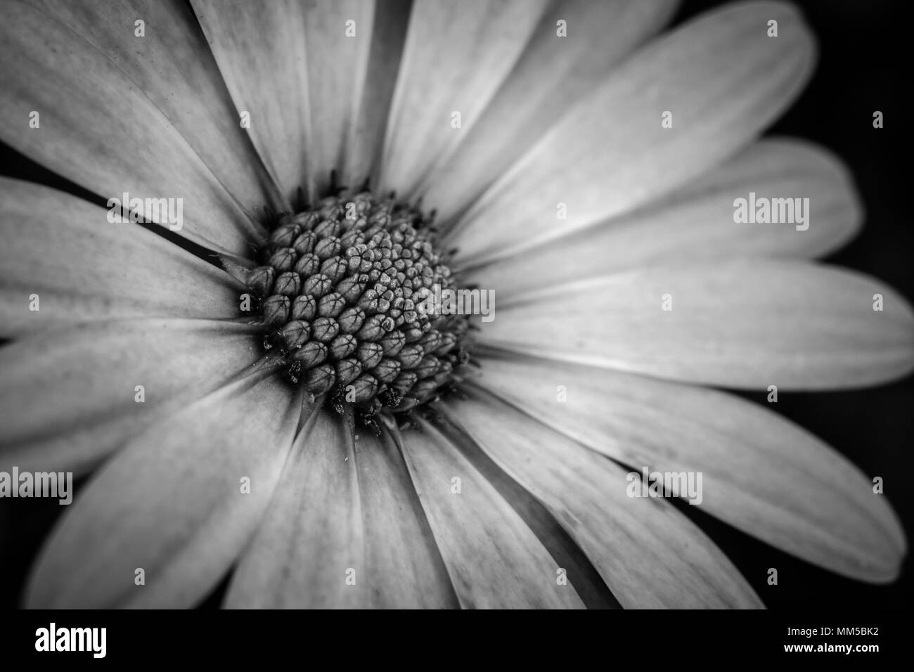 Violet head Black and White Stock Photos & Images - Alamy