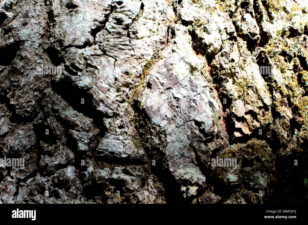 Close up view of gnarly tree bark, with splits and bark fissures Stock ...