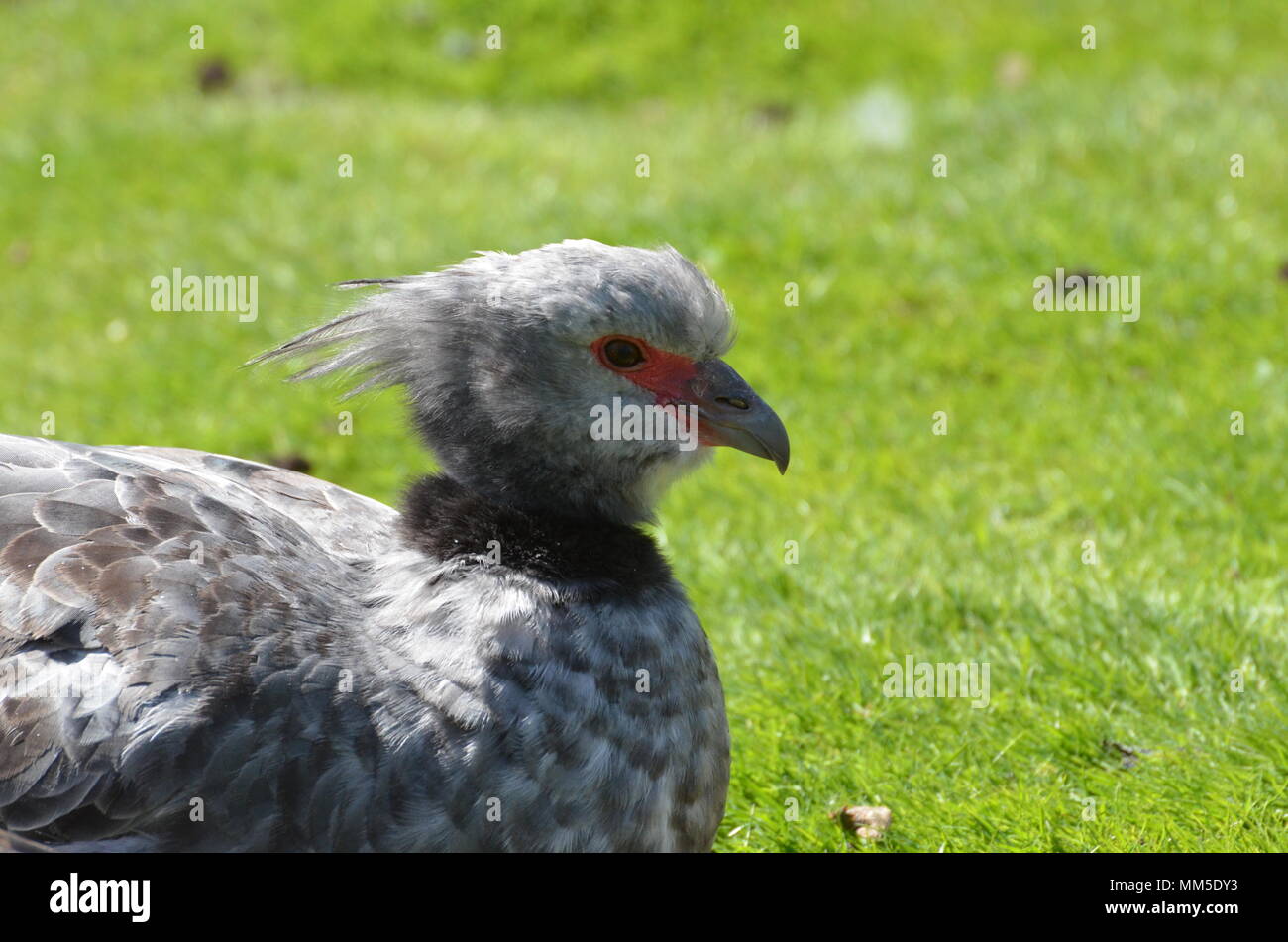 Crested Screamer / Southern Screamer bird Stock Photo - Alamy