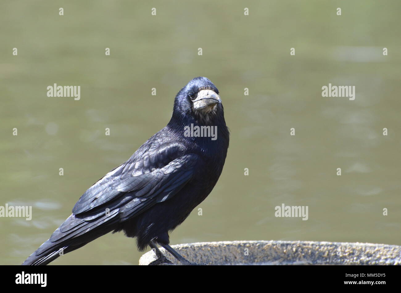 Rook bird hi-res stock photography and images - Alamy