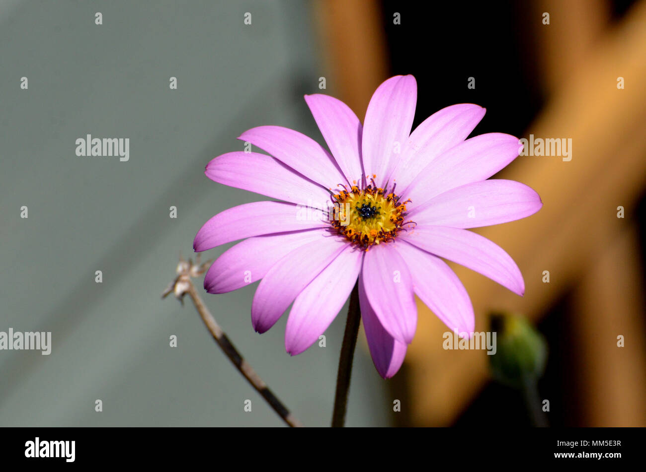 Close up Senetti flower, pink brightly coloured flower Stock Photo - Alamy