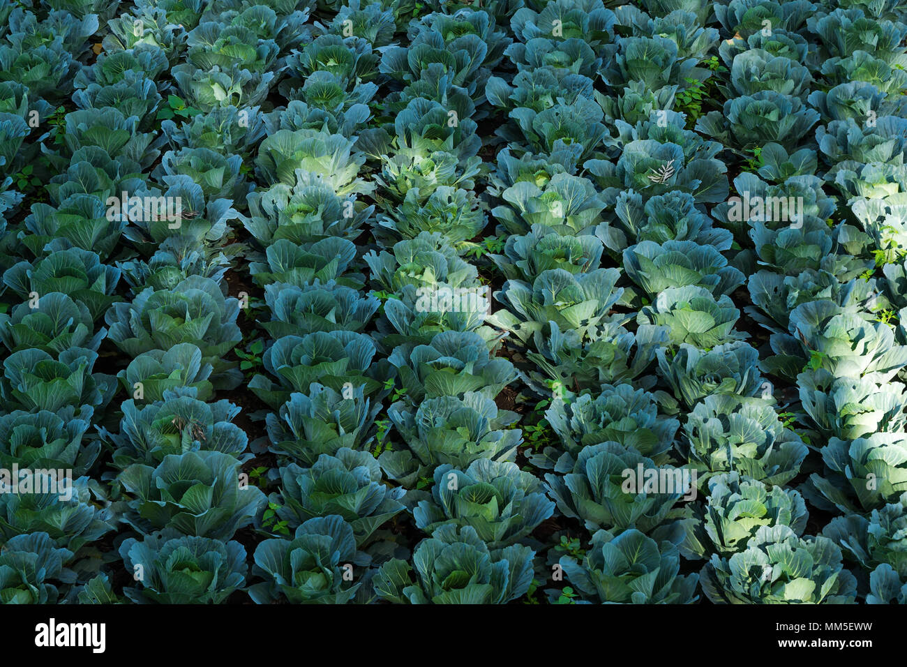 Field young cauliflower plants hi-res stock photography and images - Alamy
