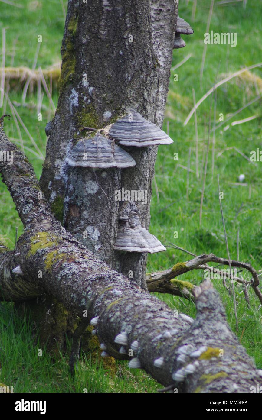 Three Birch Bracket Hoof Fungi (Fomes fomentarius). Growing in Birch ...