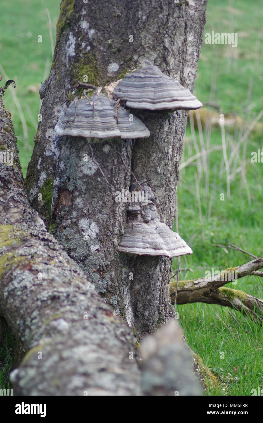 Three Birch Bracket Hoof Fungi (Fomes fomentarius). Growing in Birch ...