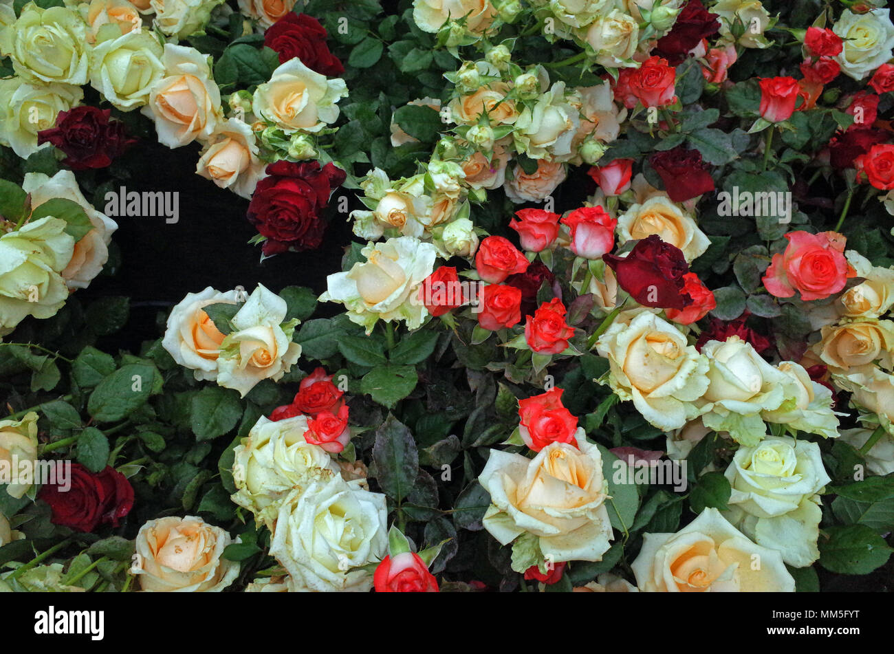 Roses for sale Stock Photo - Alamy