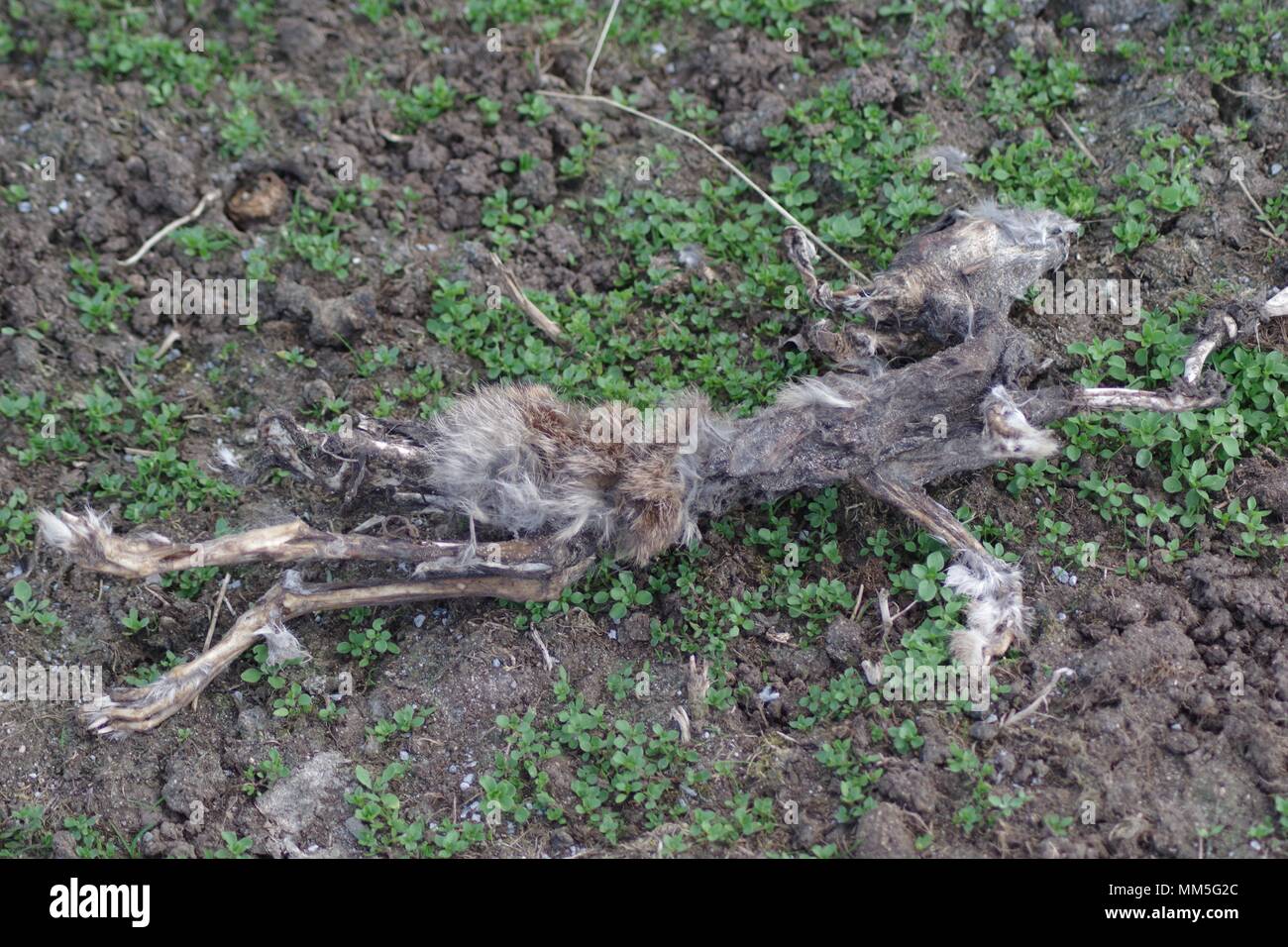 Mummified rabbit hi-res stock photography and images - Alamy