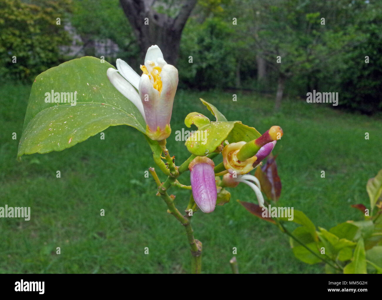 Lemon tree flowers hi-res stock photography and images - Alamy