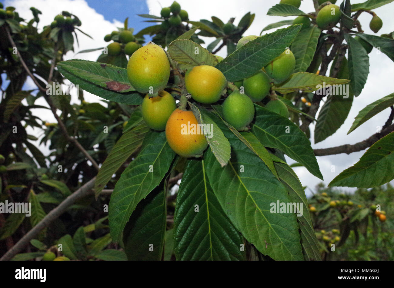 Medlar tree and fruits Stock Photo - Alamy
