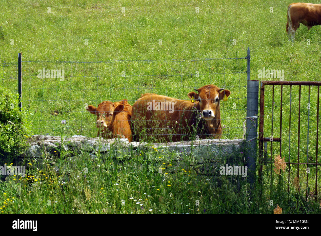 Herd of cattle in Sardinia countryside Stock Photo - Alamy