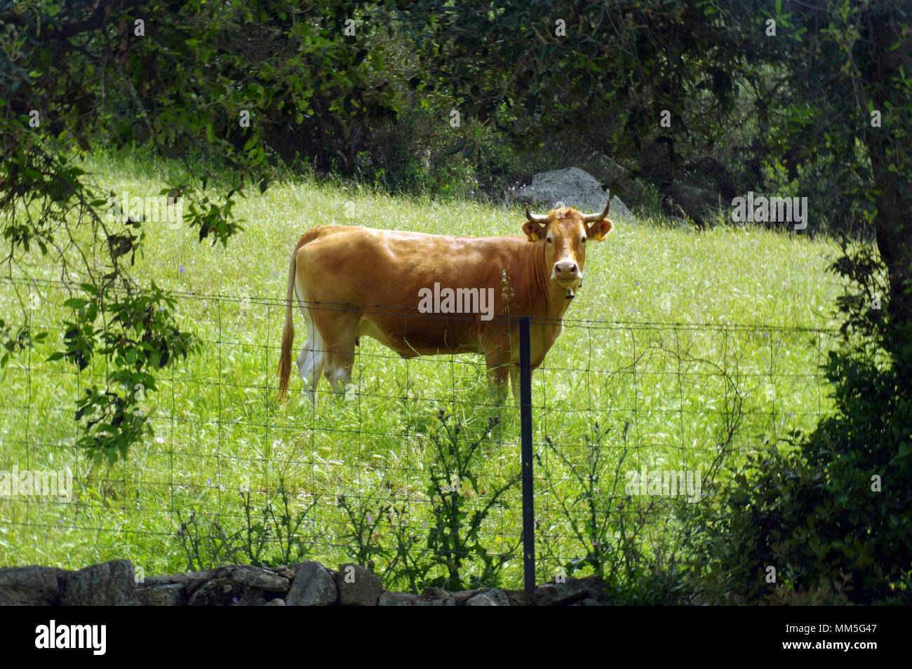 Herd of cattle in Sardinia countryside Stock Photo - Alamy