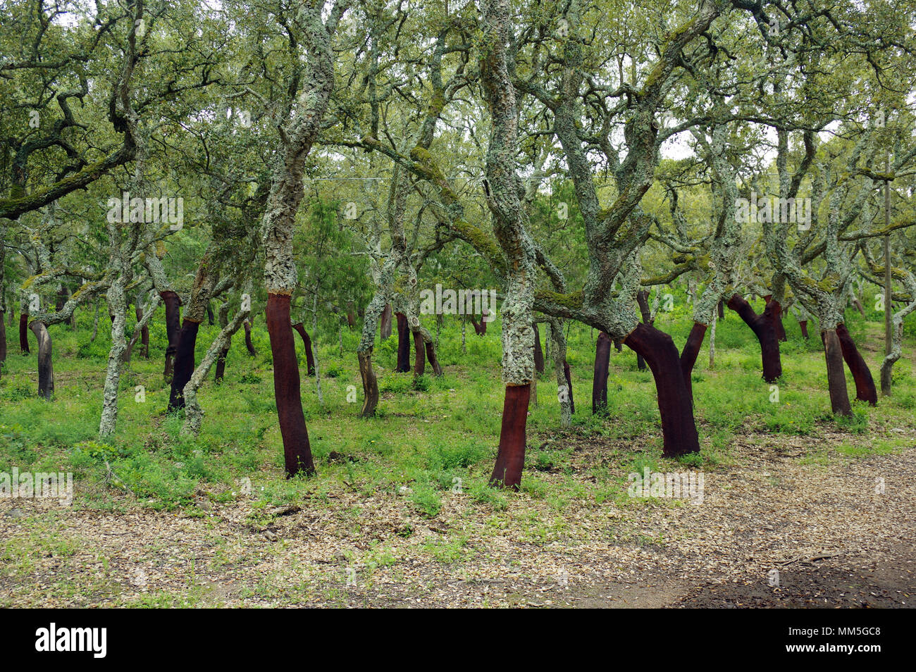 Gallura, Sardinia. Cork-oak forest Stock Photo - Alamy