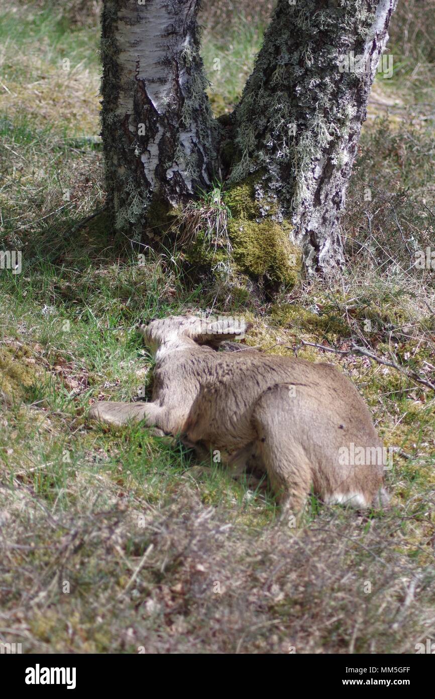 Dead Roe Deer (Capreolus capreolus) by a Forked Silver Birch Tree. Muir ...