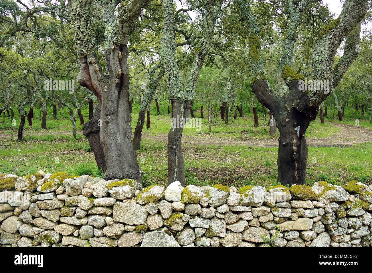 Gallura, Sardinia. Cork-oak forest Stock Photo - Alamy