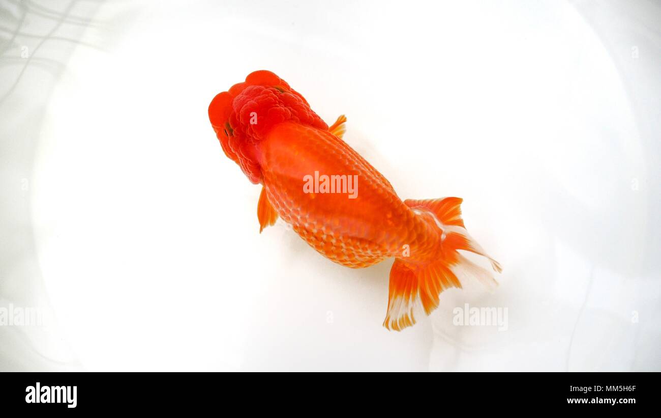 Fat gold fish with white background Stock Photo - Alamy