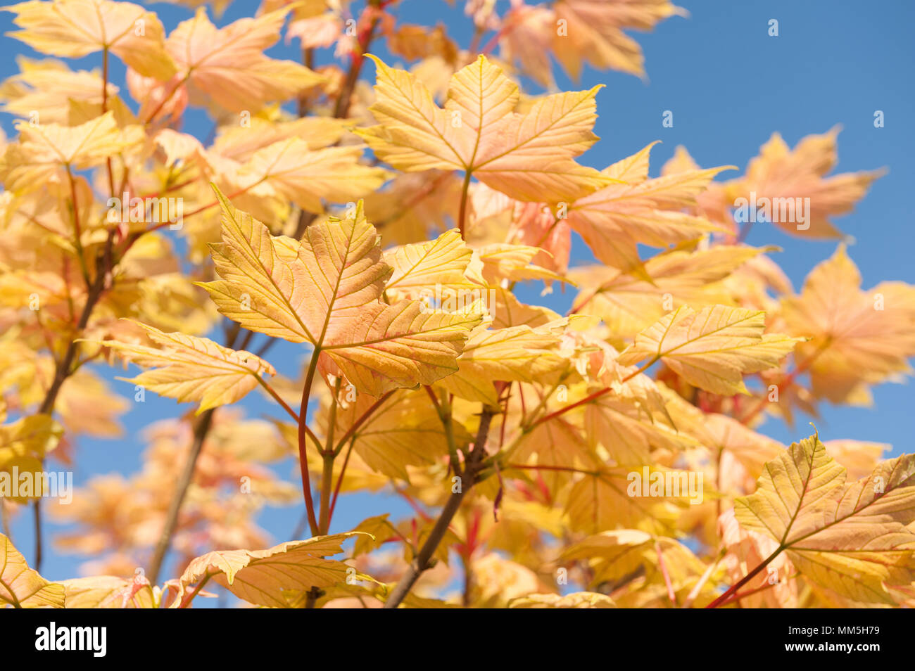 Sycamore hedge hi-res stock photography and images - Alamy
