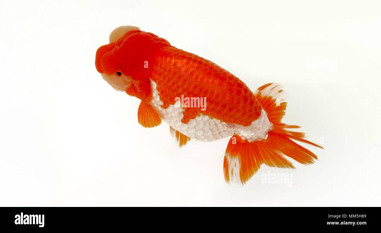Fat gold fish with white background Stock Photo - Alamy