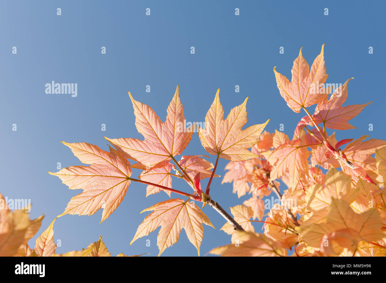 Vivid orange yellow new maple leaves opening up in spring against blue early summer day sky ...