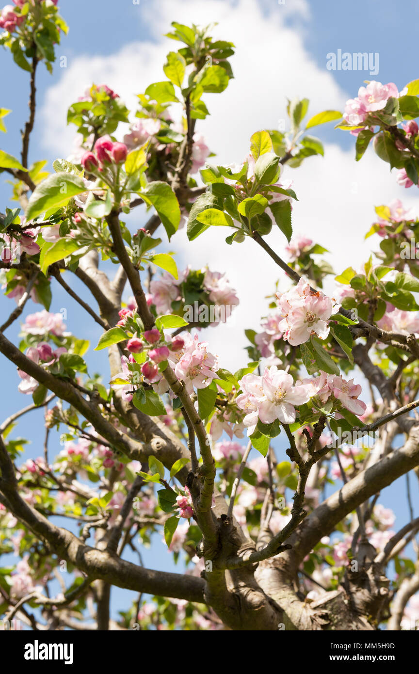 Blossom on bramley apple tree hi-res stock photography and images - Alamy