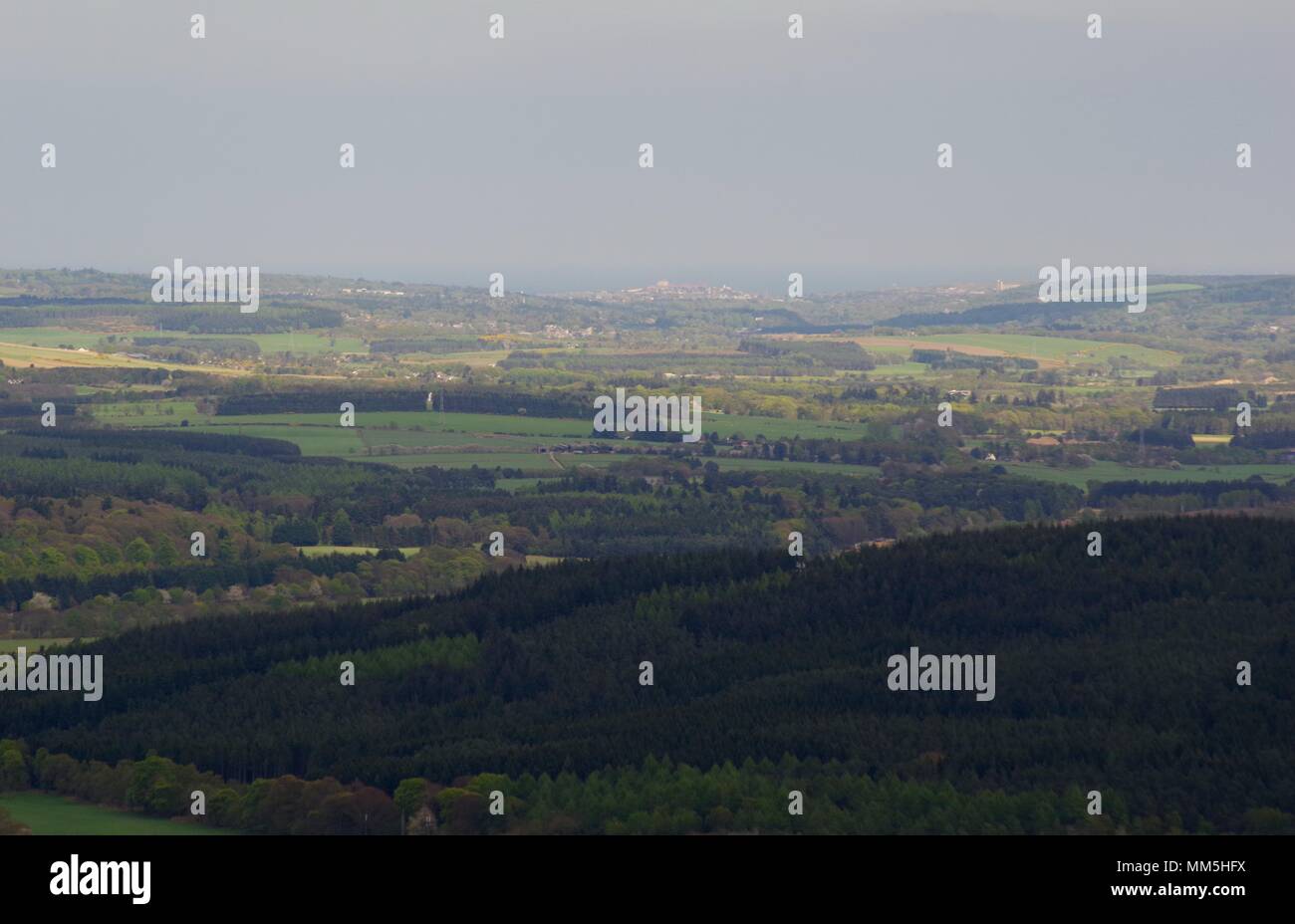 Scolty woodland hi-res stock photography and images - Alamy