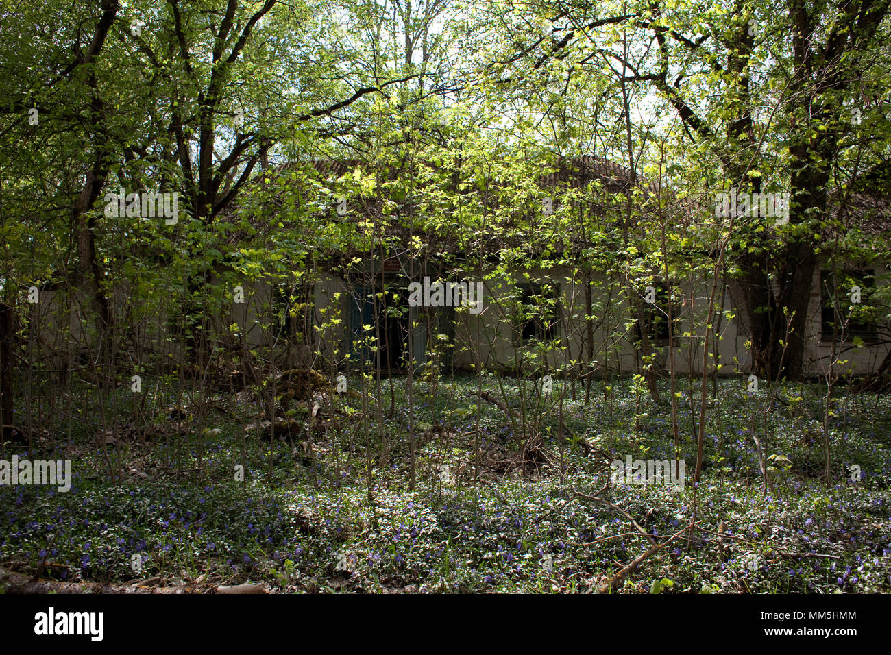 Chernobyl 1986 trees hi-res stock photography and images - Alamy