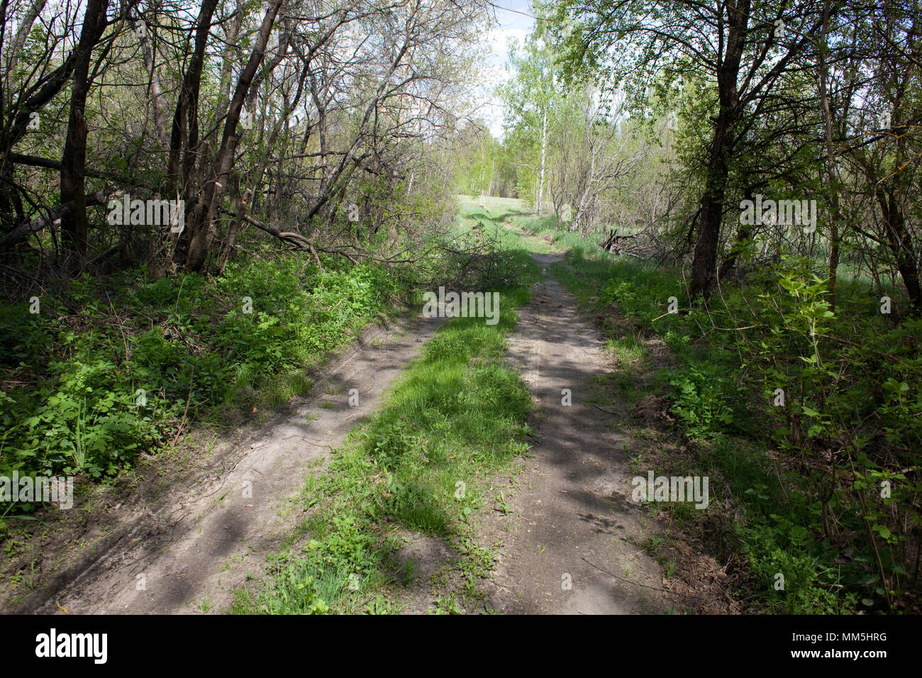 Chernobyl 1986 trees hi-res stock photography and images - Alamy