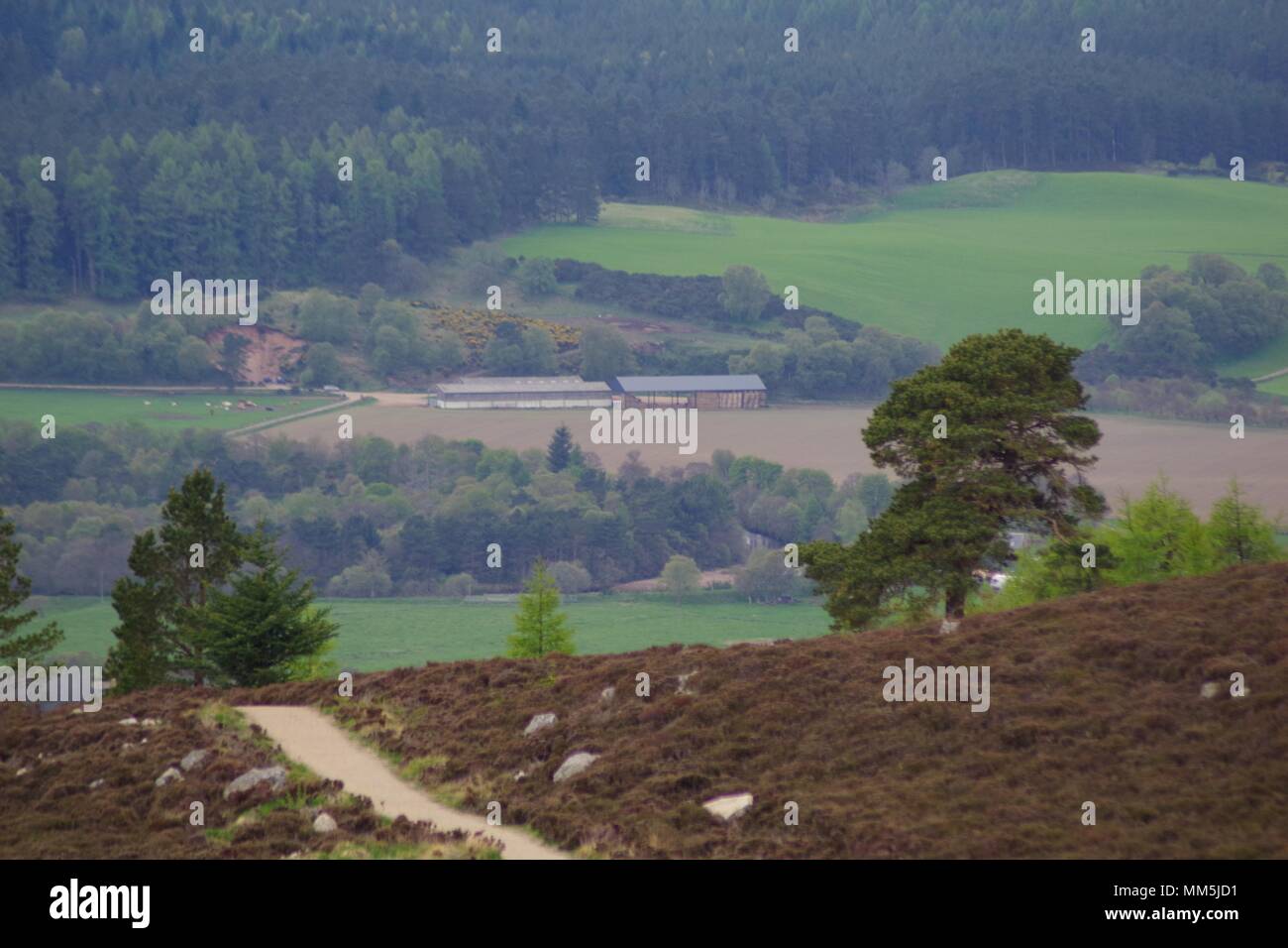 View over Scottish Moorland and Scots Pine from Scotty Tower over ...