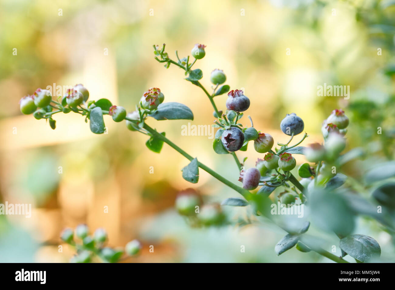 Blueberry tree with ripe fruit Stock Photo - Alamy