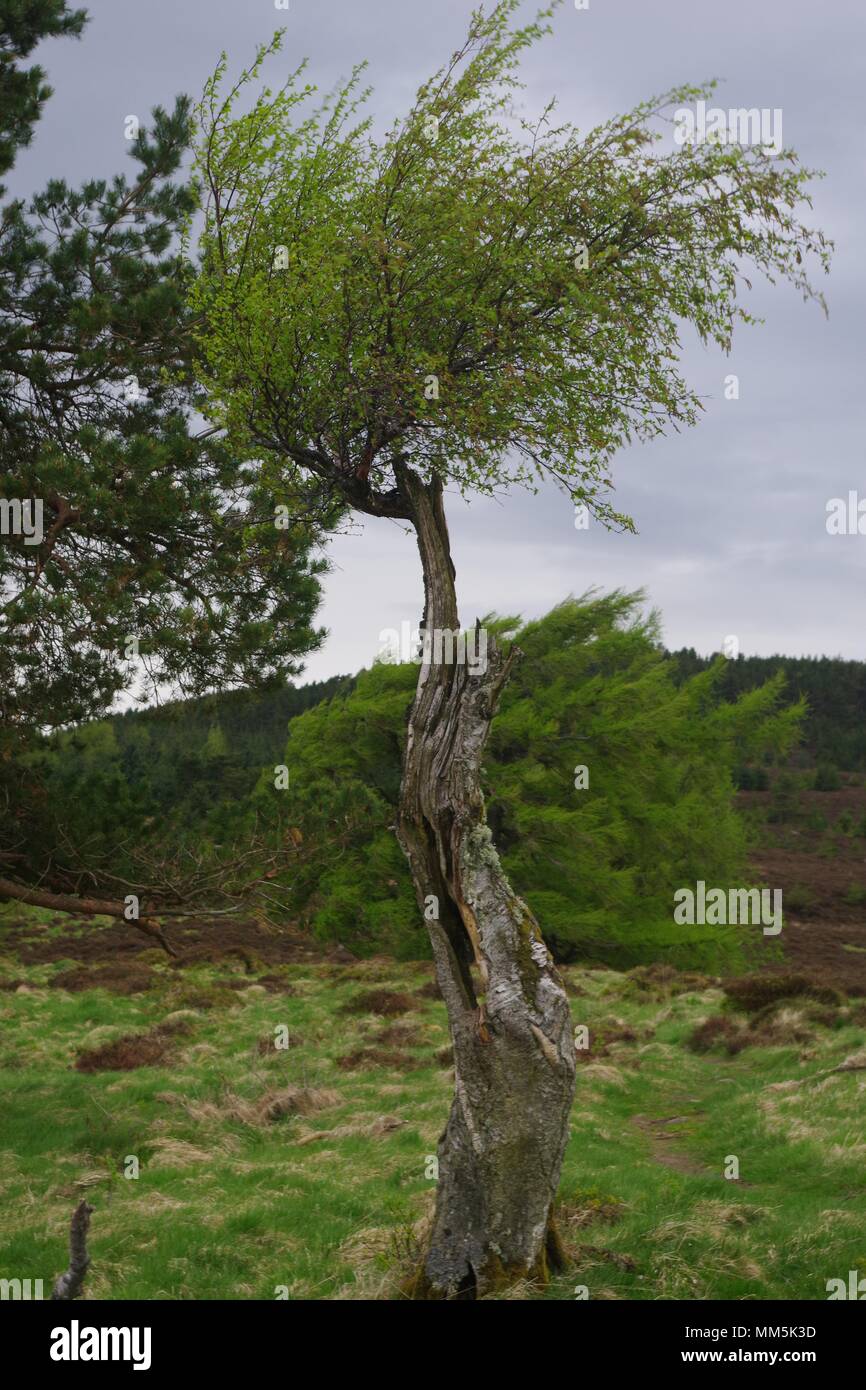 Tree in Wooded Farmland. Scotty Hill, Banchory, Aberdeenshire, Scotland ...