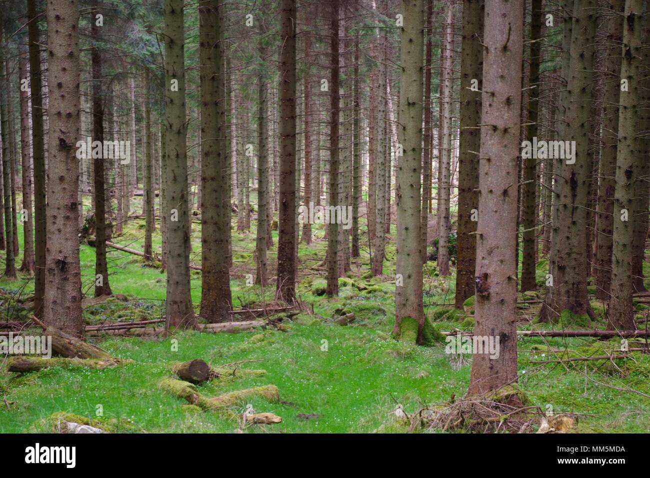 Tree Trunks of a Conifer Plantation. Scotty Hill, Banchory ...