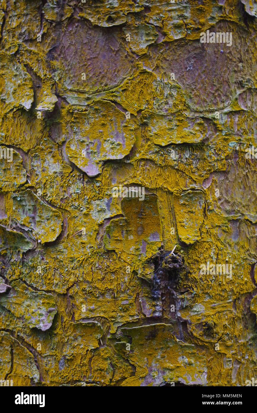 Scaly lichen hi-res stock photography and images - Alamy