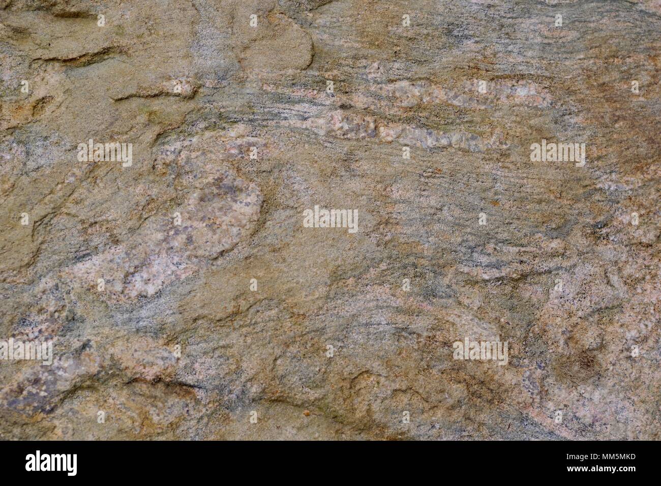 Close Up of Migmatite Metamorphic Rock. Natural Background, Swirly Rock ...