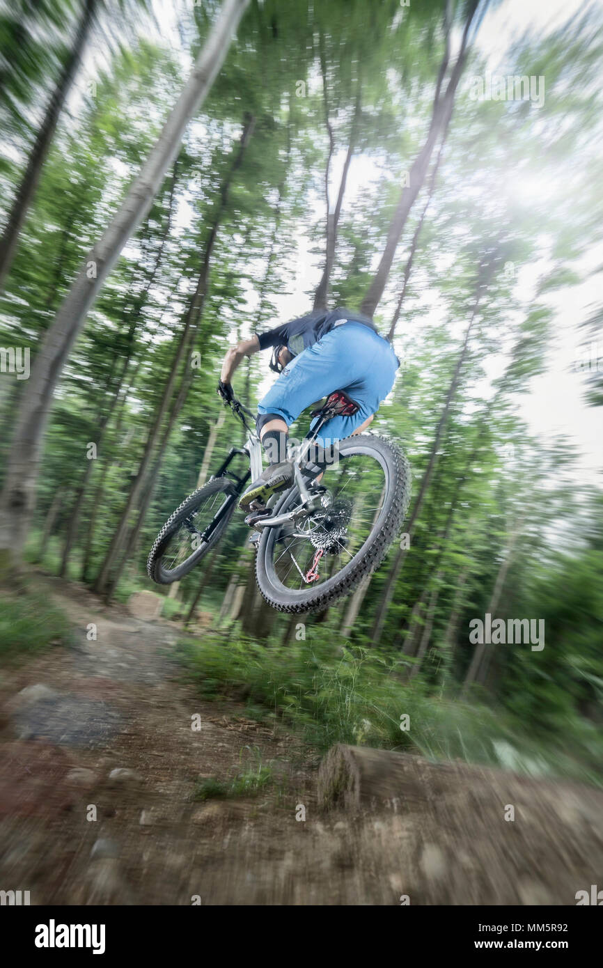 Mountain biker performing jump on bicycle on single track in forest ...