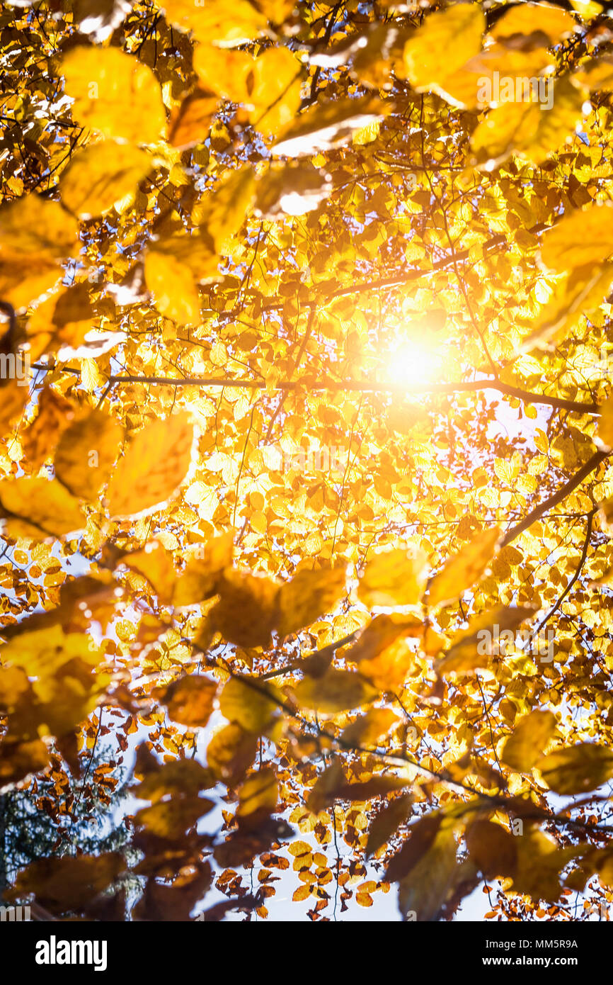 Sun shining through autumn leaves, Bavaria, Germany Stock Photo - Alamy