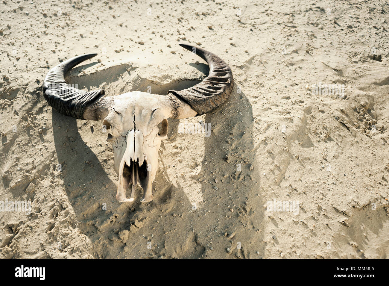 Skull of cow in desert, Bavaria, Germany Stock Photo - Alamy