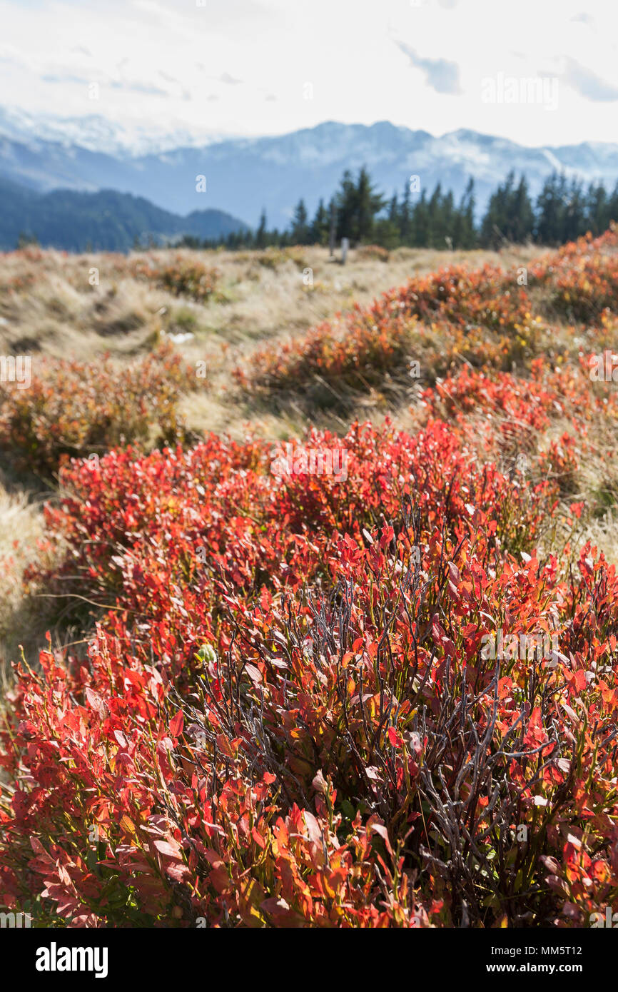 Lingonberry hi-res stock photography and images - Alamy